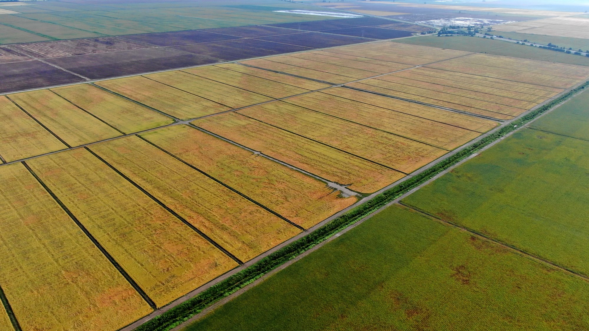 Arkansas Rice Update 9 8 23